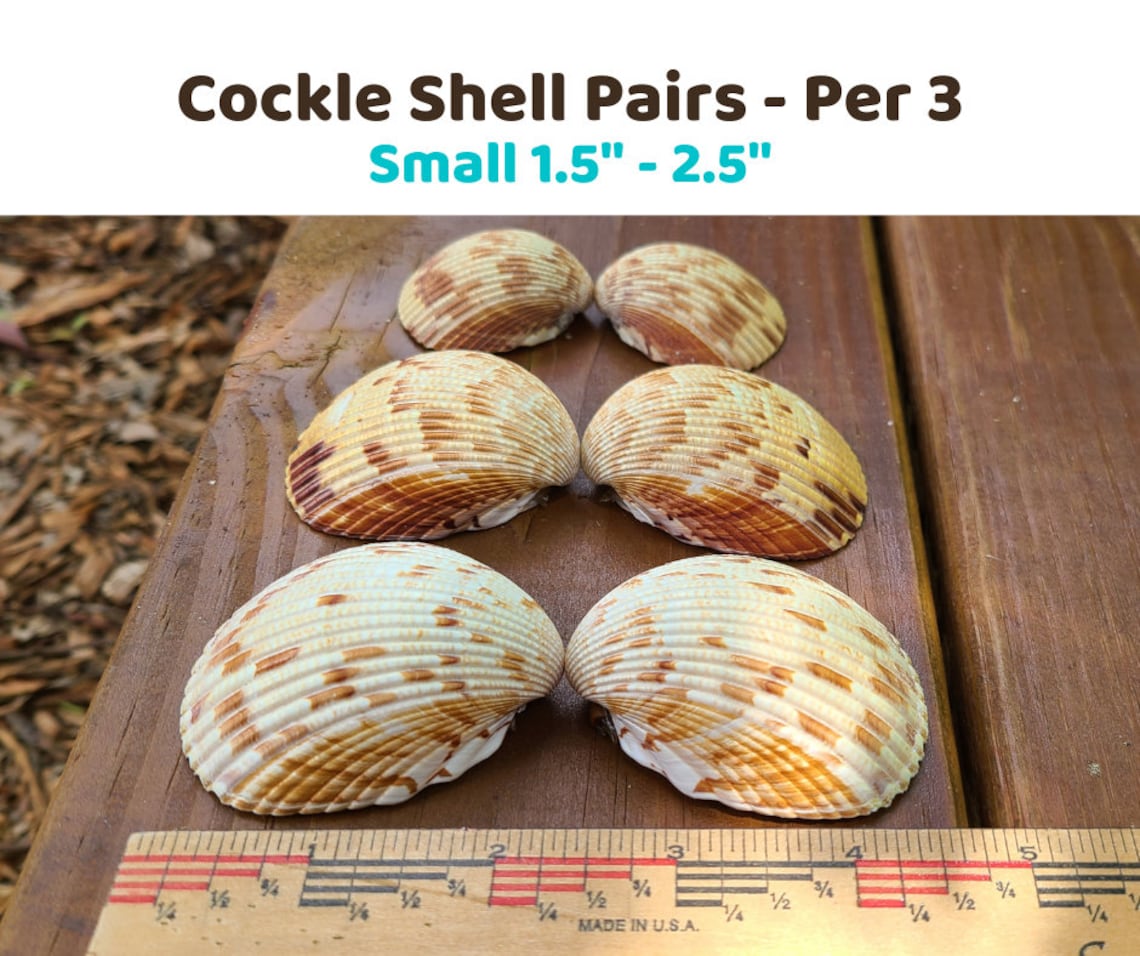 Cockle Shell Pairs per 3 Pairs 6 Total Shells, Size Small 1.52.5 ...