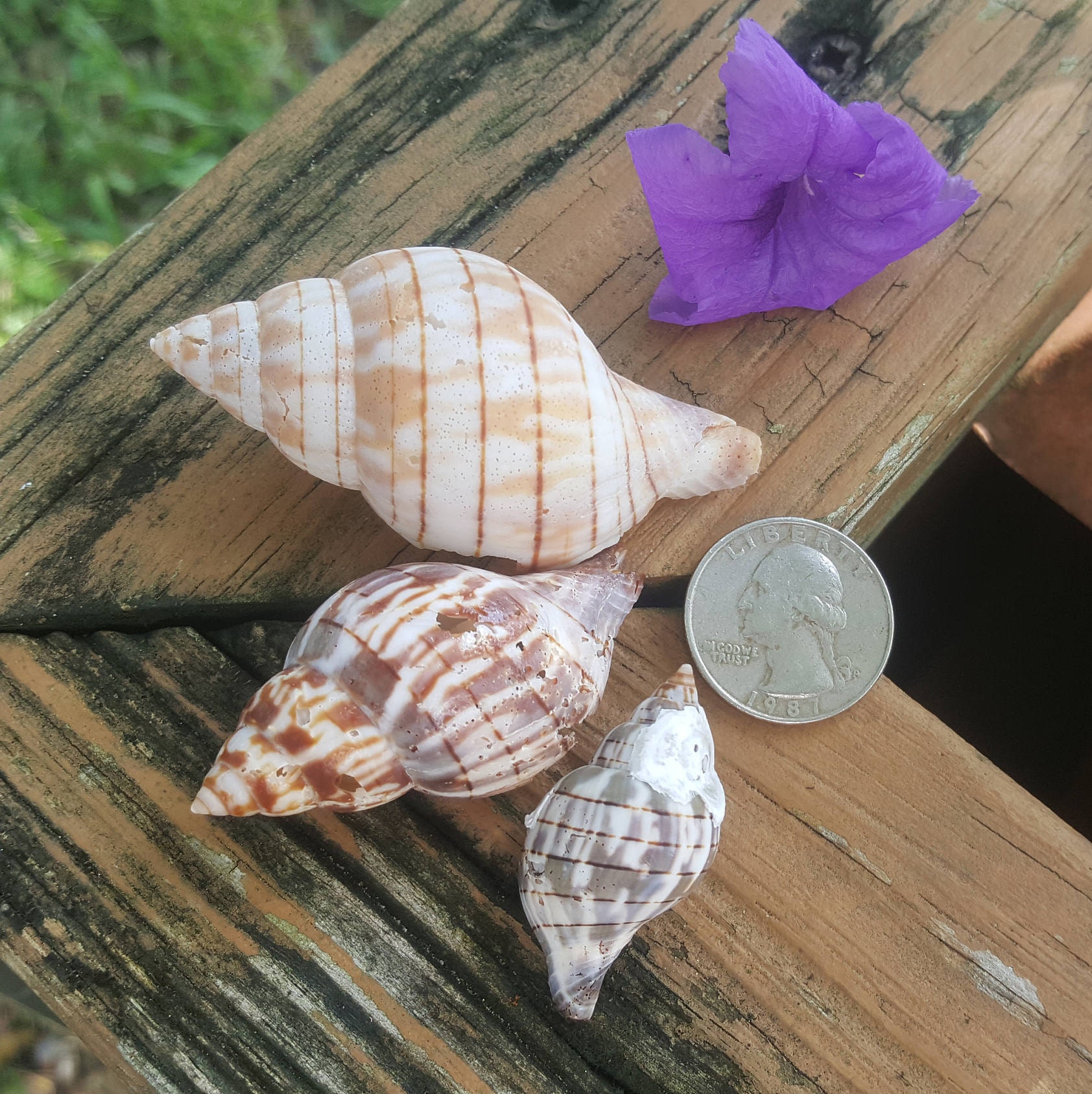 Banded Tulip Shells - per Dozen - Florida Gulf Coast Seashells - Bulk ...