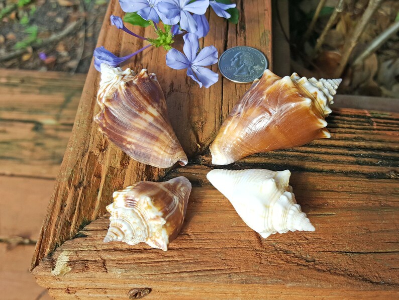 Florida Fighting Conch Shells Medium 2 2.5 per Dozen Natural Shells for ...