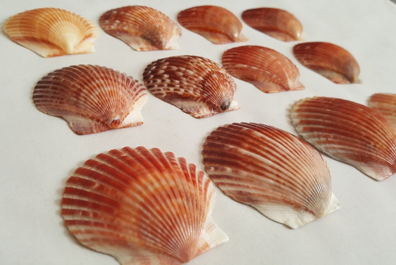 Perfect Orange Scallop Shells Size Large 2 | Etsy