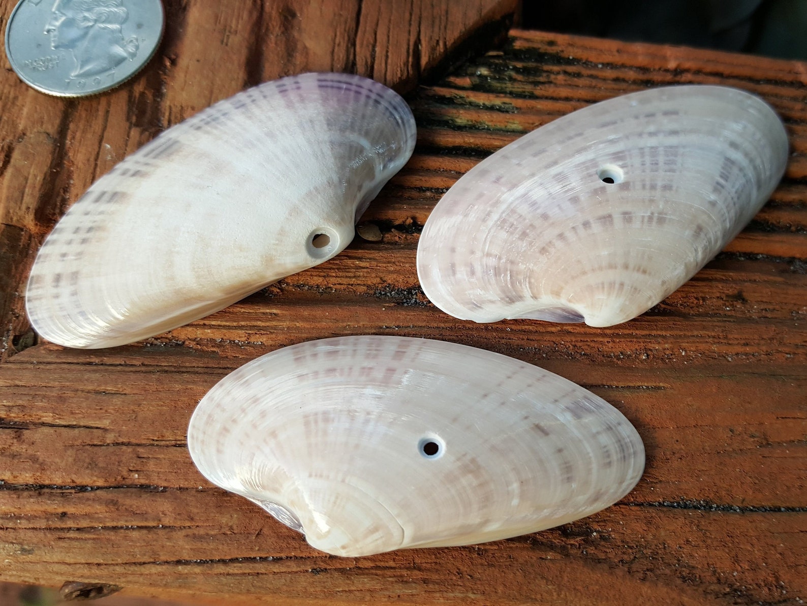 Sunray Venus Shells, Size Small 1.52.5 per Dozen Florida Gulf Coast ...