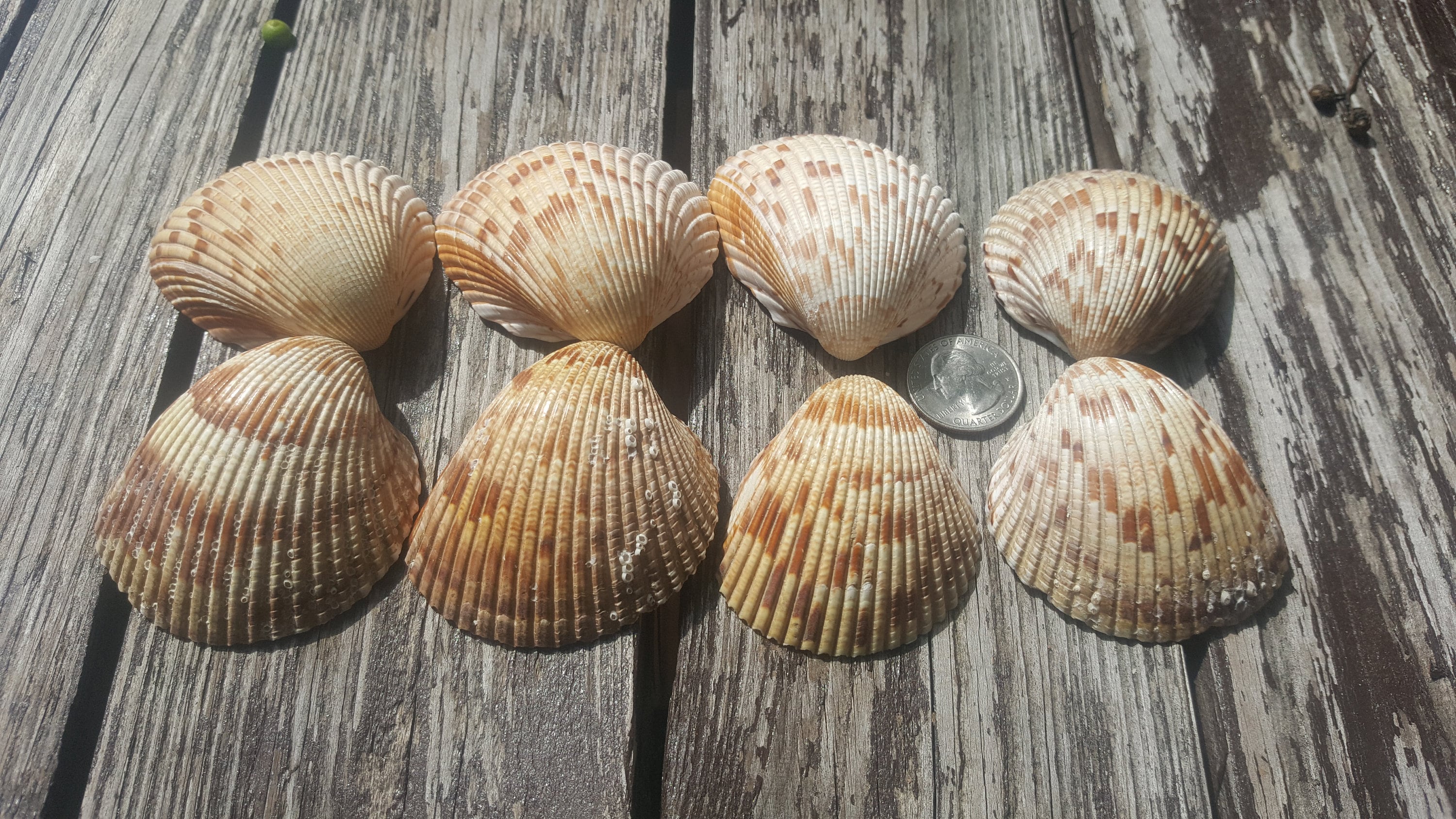 Cockle Shells, Small, per 8 Florida Gulf Coast Bulk Seashells for Beach ...