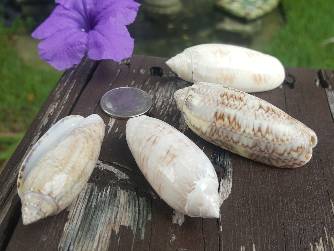 Olive Shells, Large - per Lb (~30 Pieces) - Florida Gulf Coast ...