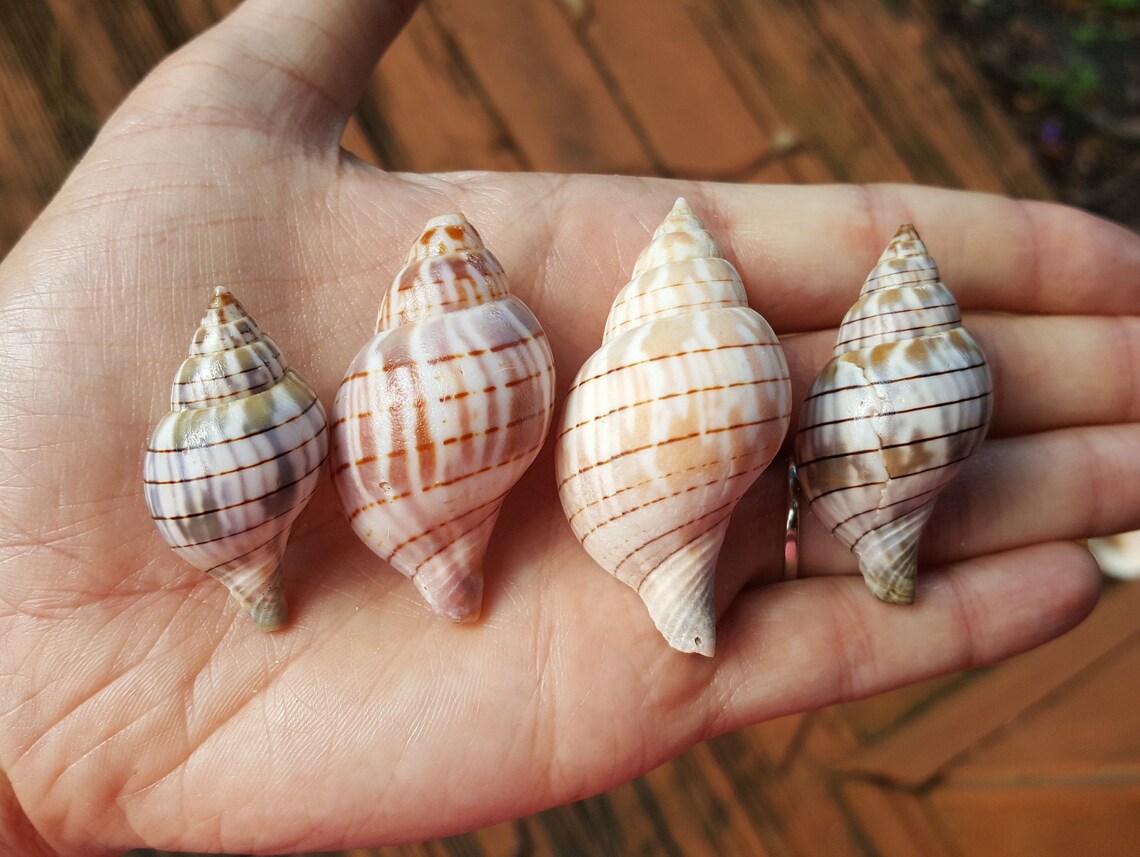 Banded Tulip Shells per Dozen Florida Gulf Coast Seashells Bulk Shells ...