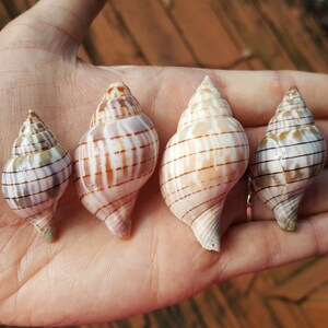 Banded Tulip Shells - per Dozen - Florida Gulf Coast Seashells - Bulk ...