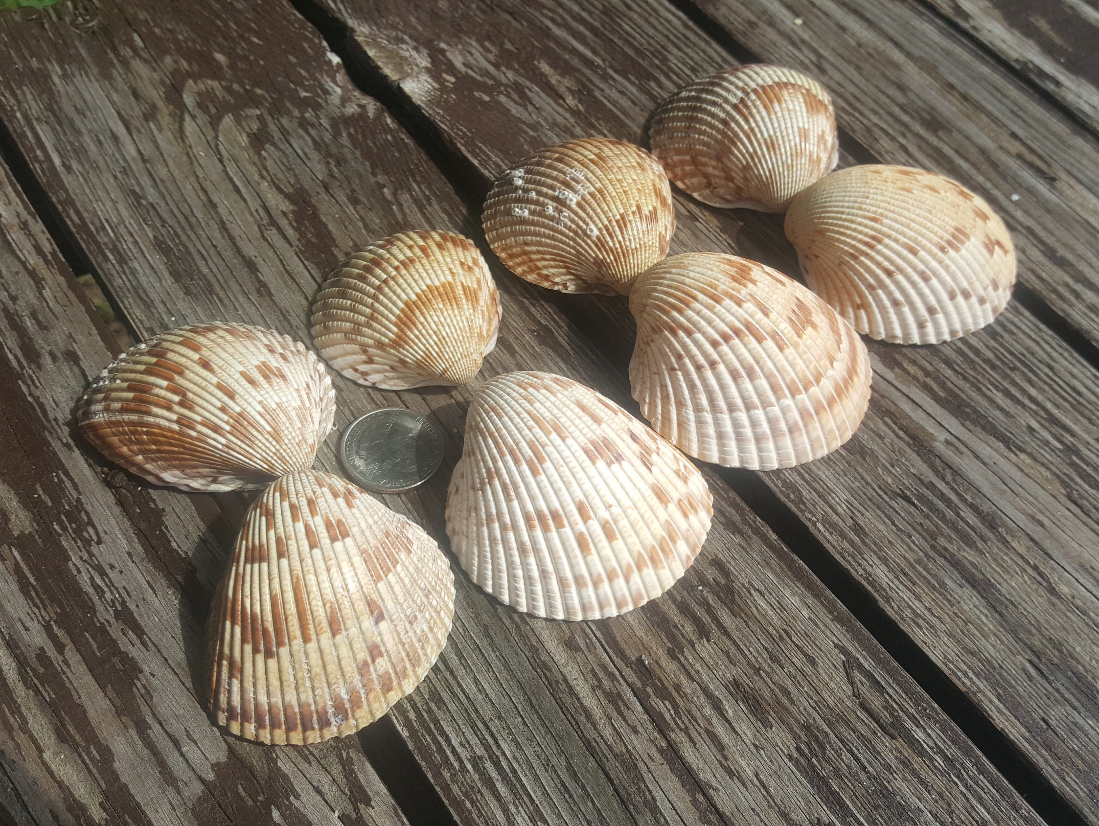 Cockle Shells, Small, per 8 Florida Gulf Coast Bulk Seashells for Beach ...