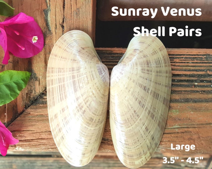 Sunray Venus Shell PAIRS, Size Large (3.5"- 4.5") - per 4 Pairs - Angel ...