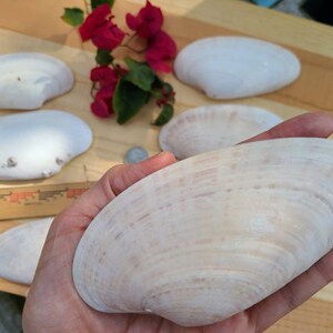 Sunray Venus Shells, Size Giant (4.5"- 5.5") - per 6 Shells - Florida ...