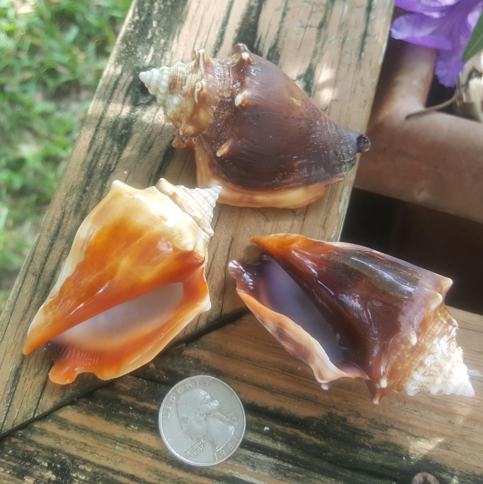 Florida Fighting Conch Shells per Dozen Bulk Florida Gulf - Etsy
