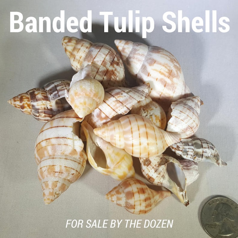 Banded Tulip Shells - per Dozen - Florida Gulf Coast Seashells - Bulk ...