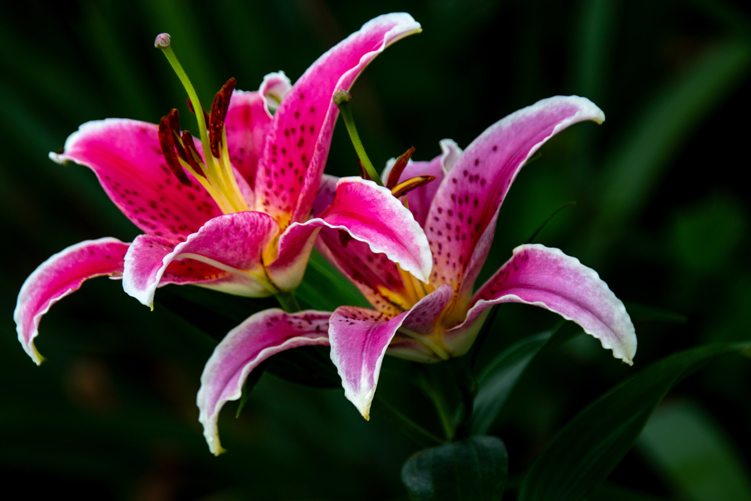 6 Photo Flower Note Cards With Matching Envelopes - Etsy