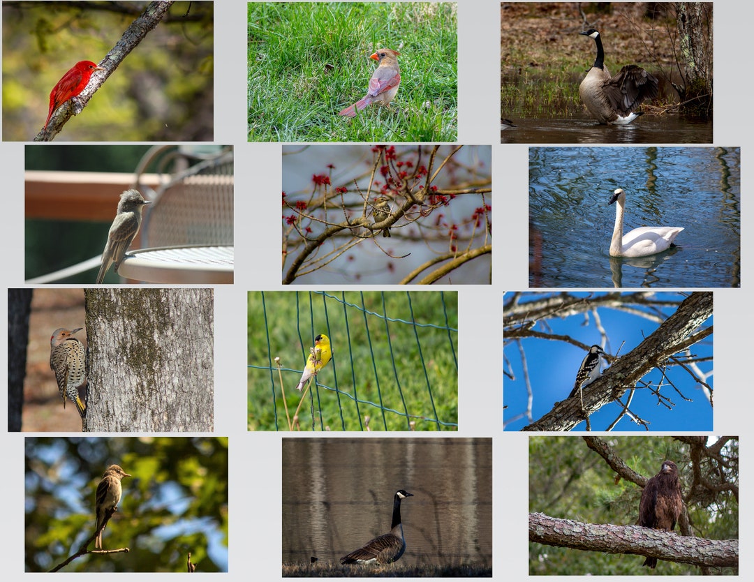 12 Bird Photo Greeting Cards/notes Cards #2 - Etsy