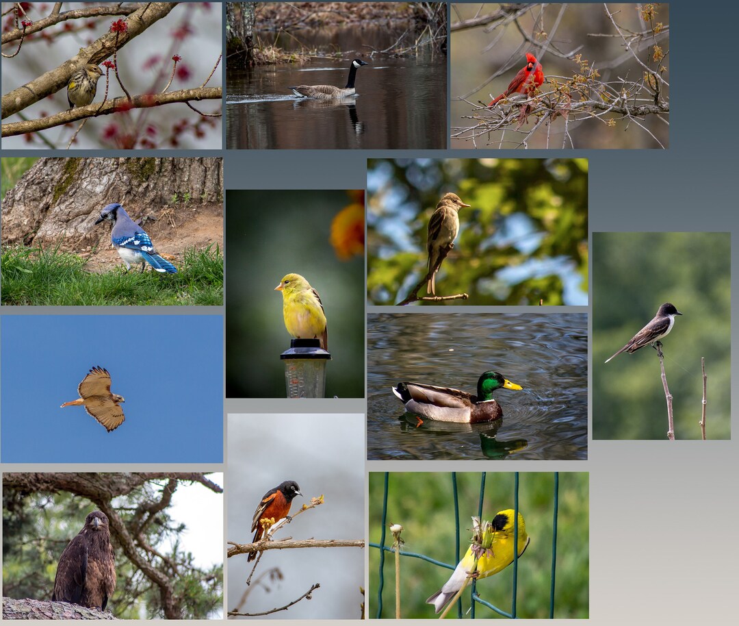 12 Bird Photo Greeting Cards/notes Cards #1 - Etsy