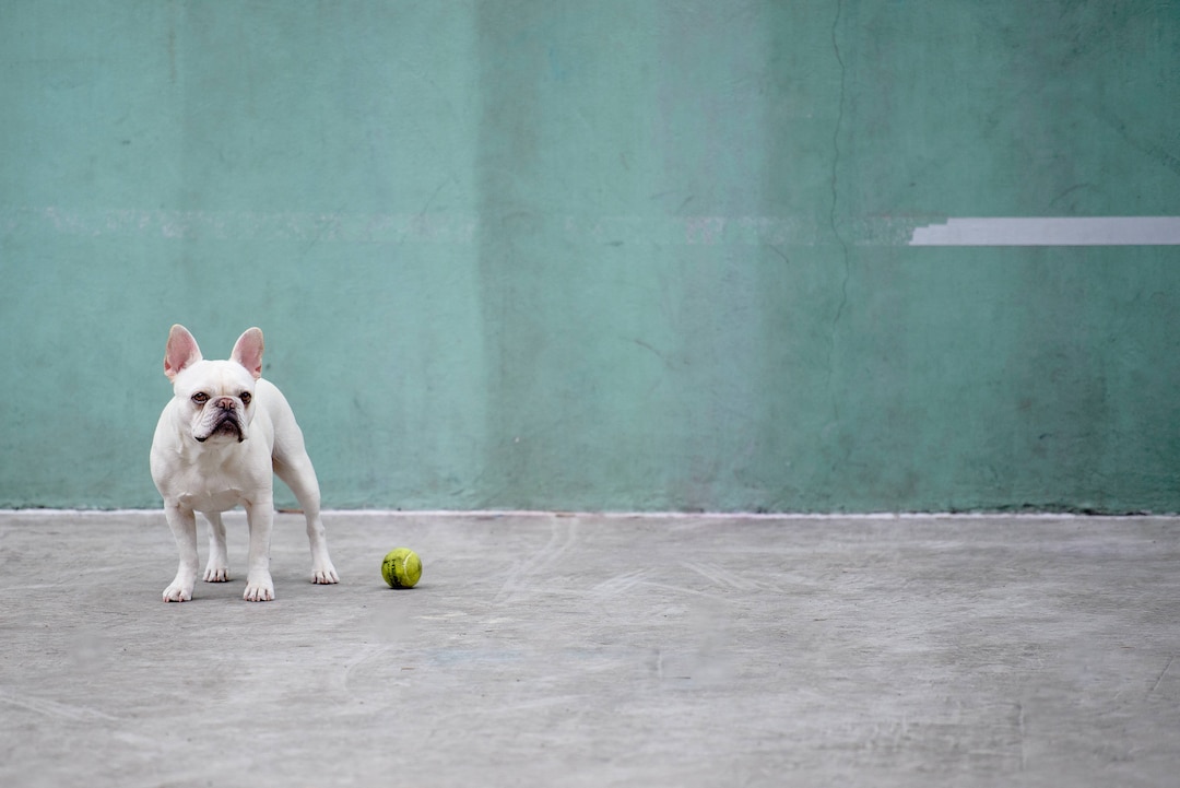 Frenchie Play With Me - Photo Print - Etsy