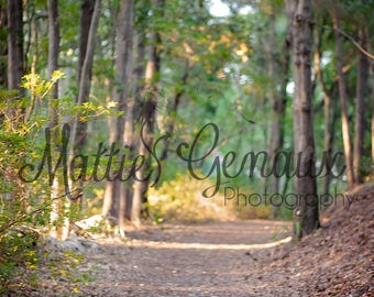 Summer Forest With Path Nature Photography Digital Backdrop Green Tree ...