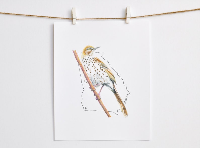 Georgia State Bird Art Print for Living Room Nursery Gallery Wall Print ...