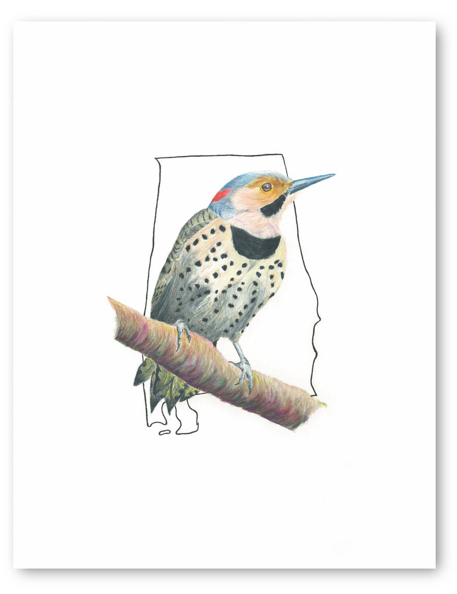 Alabama State Bird, Outdoor Print, Bird Art: Northern Flicker - Etsy