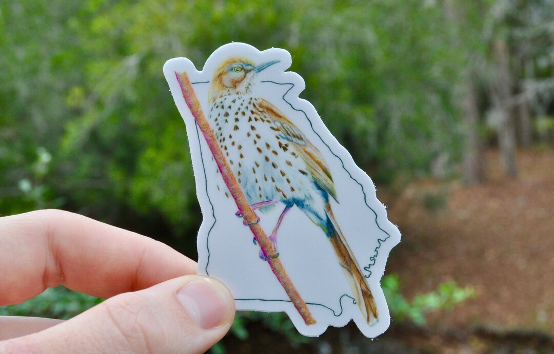 Georgia State Bird Sticker Backyard Bird Sticker Birdwatcher Waterproof ...