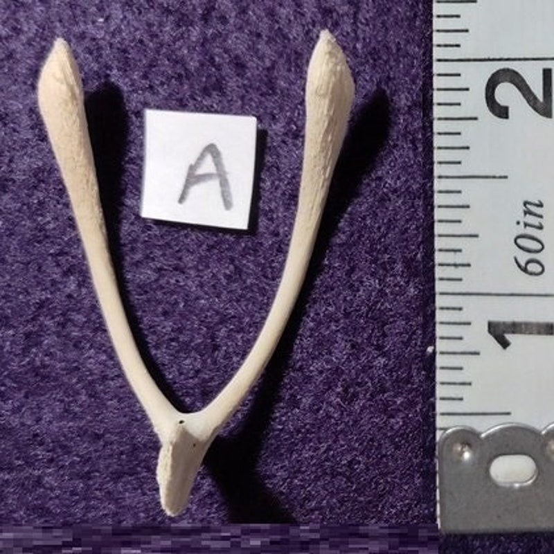 Real Wishbone - Etsy
