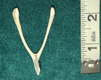 Voodoo Chicken Bones - Etsy