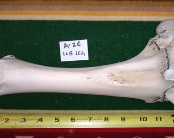 Deer leg bones | Etsy