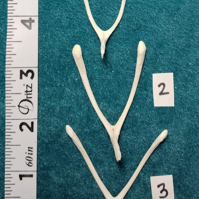 Real Wishbone - Etsy
