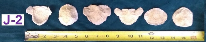 Quantity Price Small Bones for Jewelers/costume Designers. - Etsy