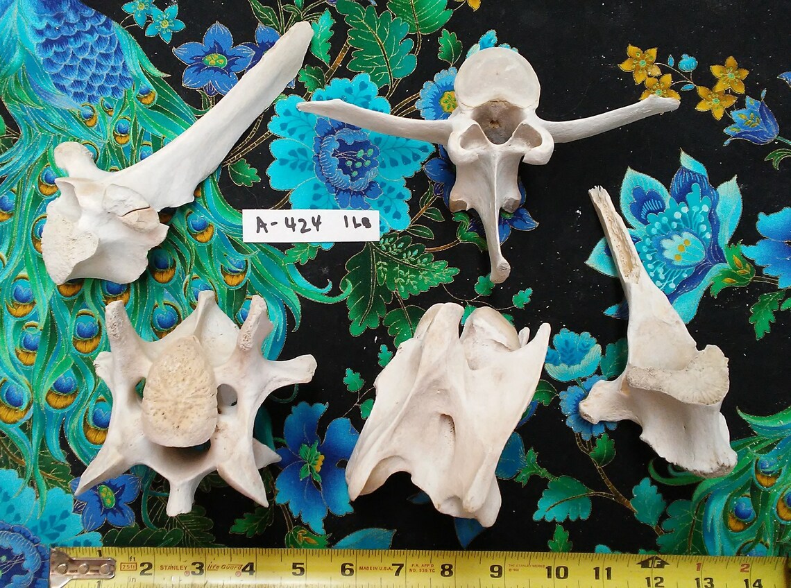 CLEAN Wild Animal Bones By-the-pound. Sanitized/boiled for | Etsy