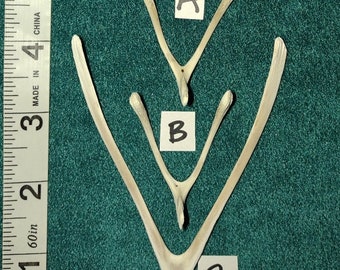 Chicken Bones Voodoo - Etsy