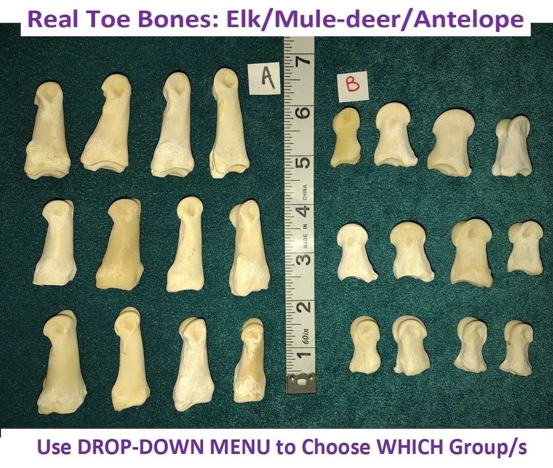 Toe Bones. Professionally Cleaned. Great for Costume Designers ...