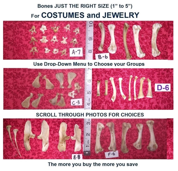 For COSTUME or Jewelry-Making Real Bones. Halloween | Etsy