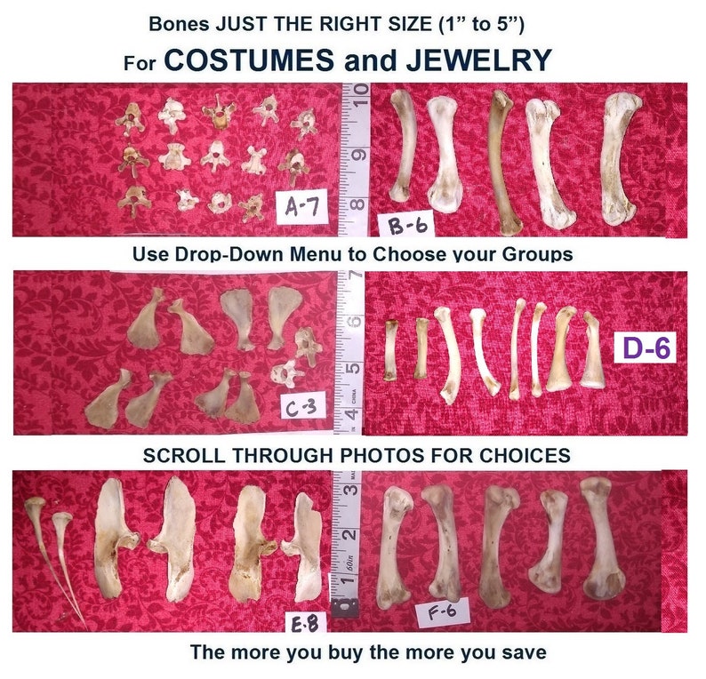 For COSTUME or Jewelry-Making Real Bones. Halloween | Etsy