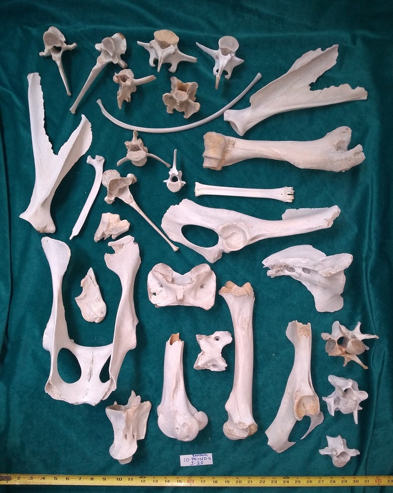 CLEAN Wild Animal Bones By-the-pound. Sanitized/boiled for | Etsy