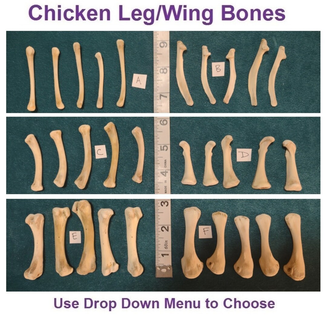 Chicken Leg/wing Bones. for COSTUME or Jewelry-making Real Bones ...