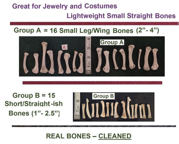 SIXTEEN Small Leg/wing Bones. for COSTUME or Jewelry-making - Etsy