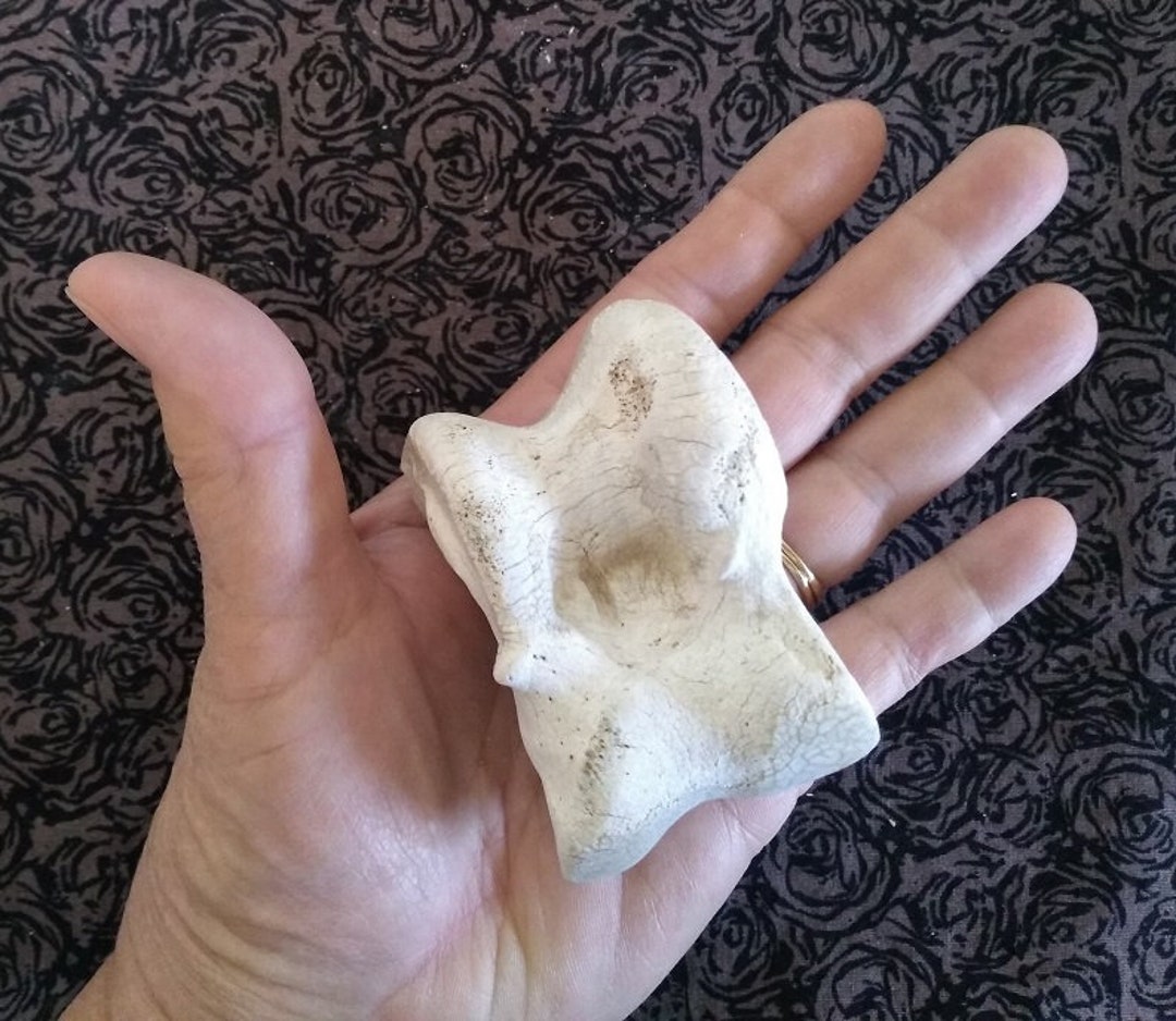 Astragalus/tarsus/talus/tali/astragaloi/ankle "knuckle Bones ...