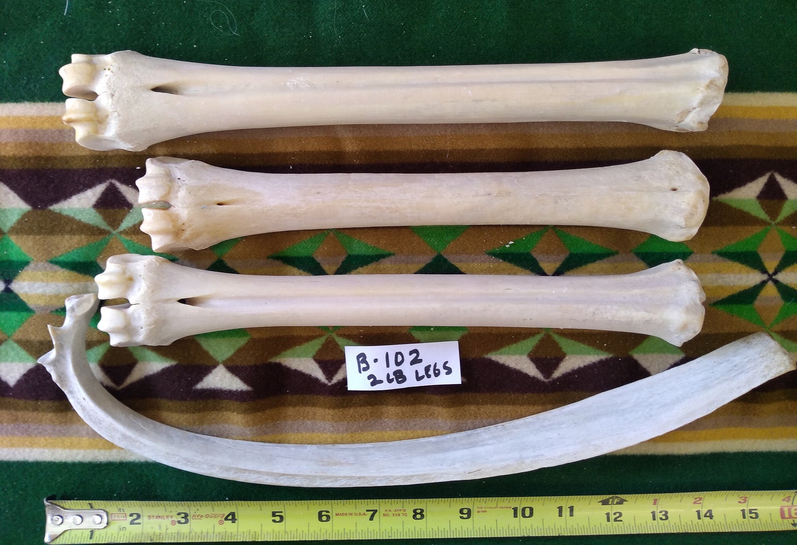 CLEAN Wild Animal Bones By-the-pound. Sanitized/boiled for | Etsy