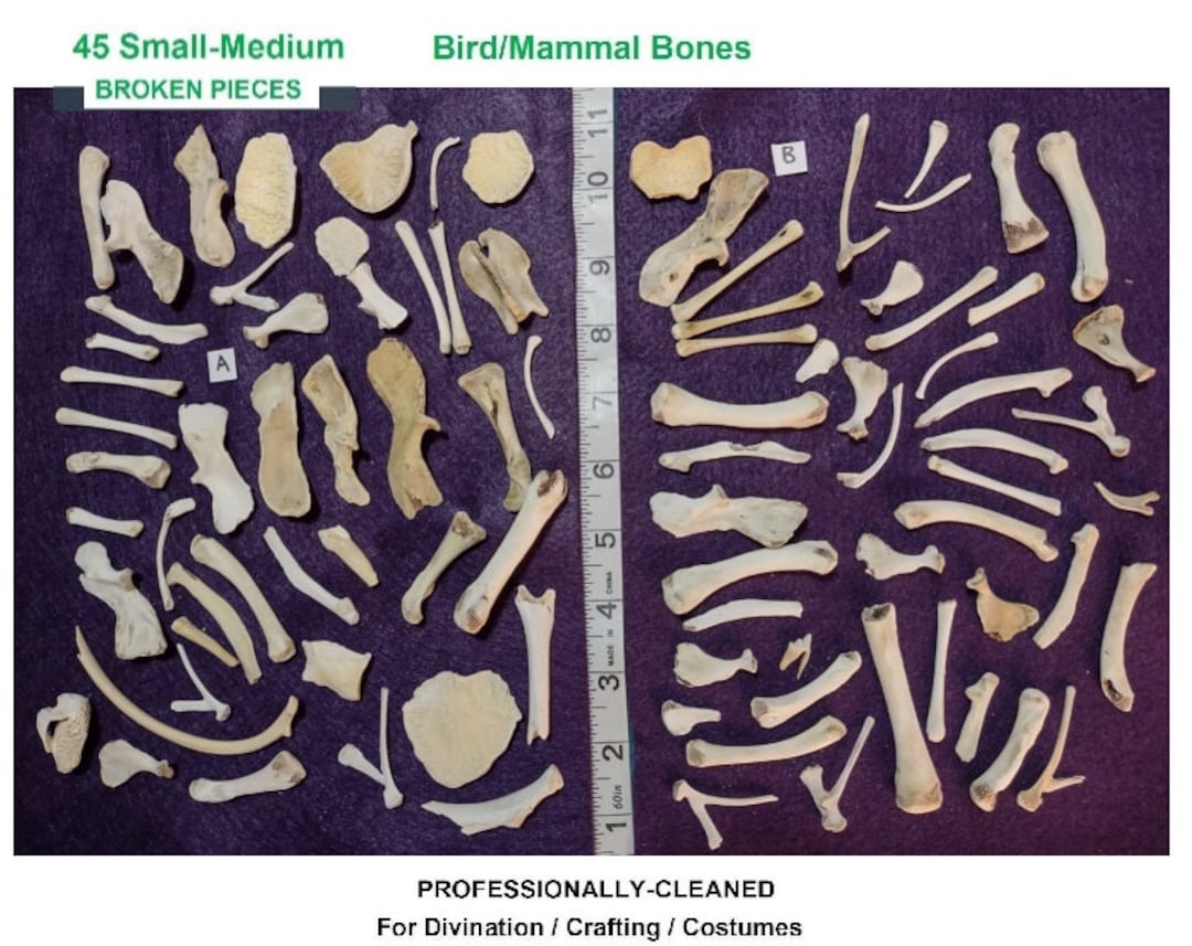 Broken Bones - Small-to-medium Professionally-cleaned Bones. Exactly as ...