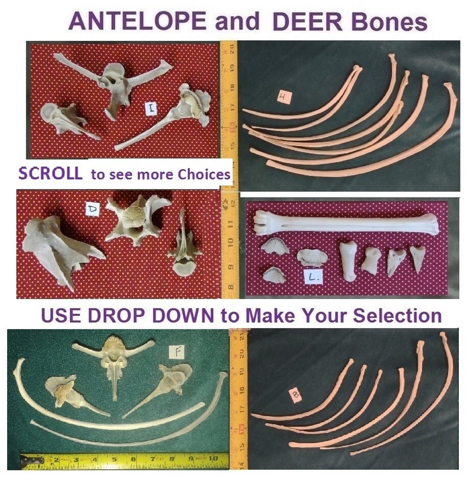 Smaller Bones antelope and Deer Choose Your Group. Found | Etsy