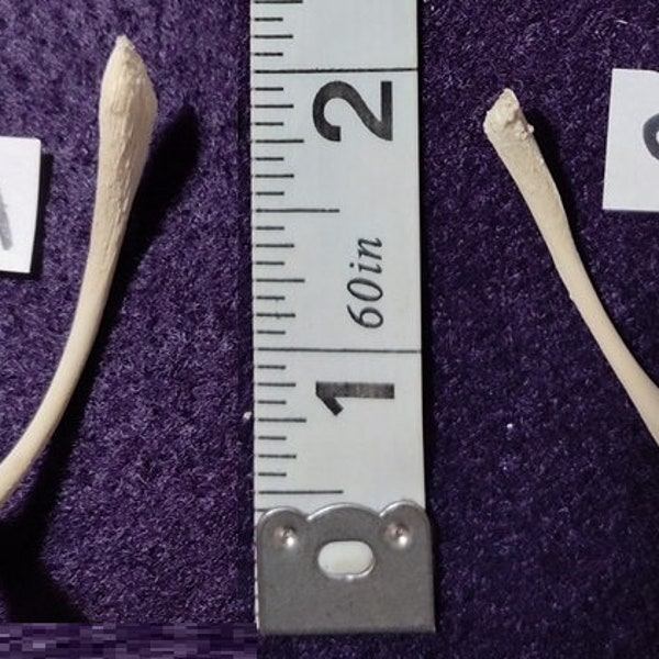 Real Wishbone - Etsy