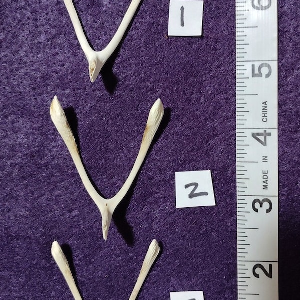 Real Wishbone - Etsy