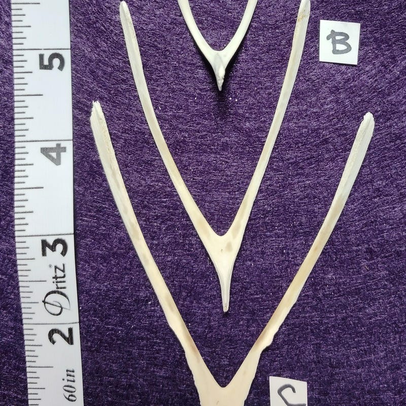 Real Wishbone - Etsy