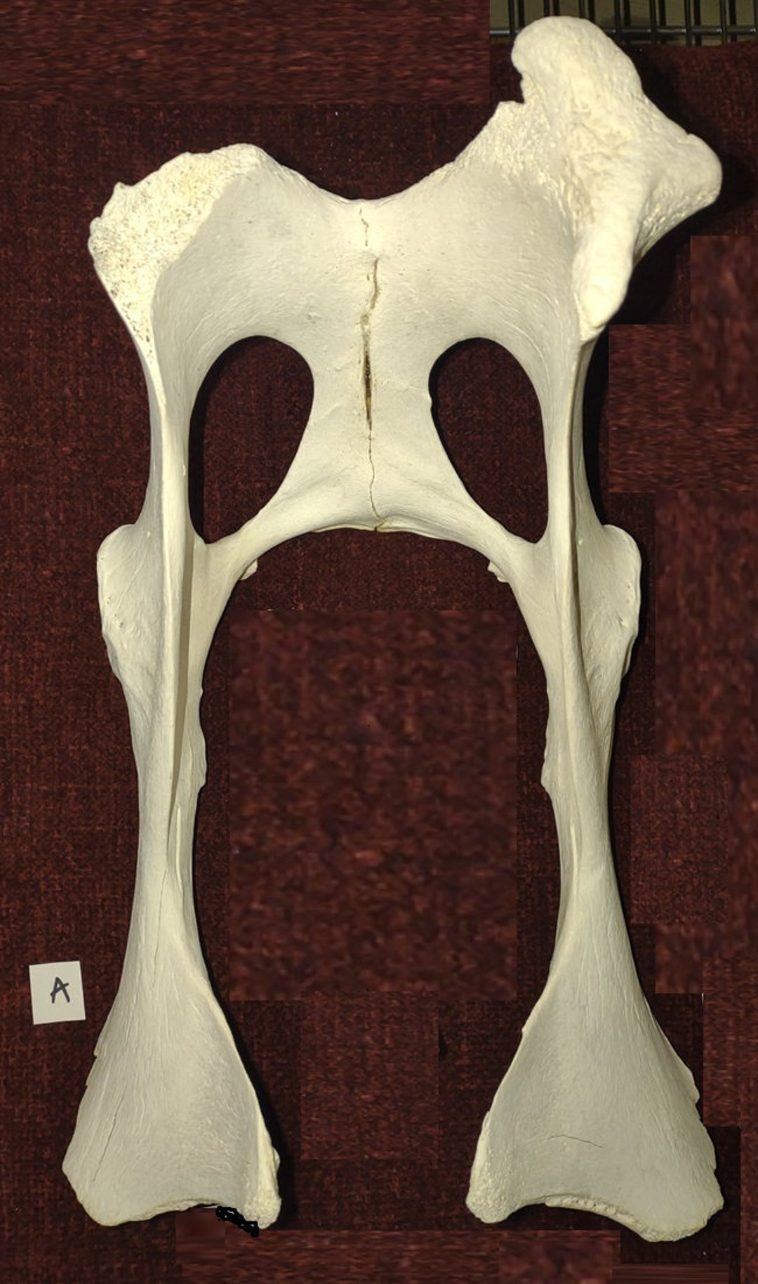 Special Grouping for TG. Elk Pelvis 3 Groups Coyote Bones - Etsy