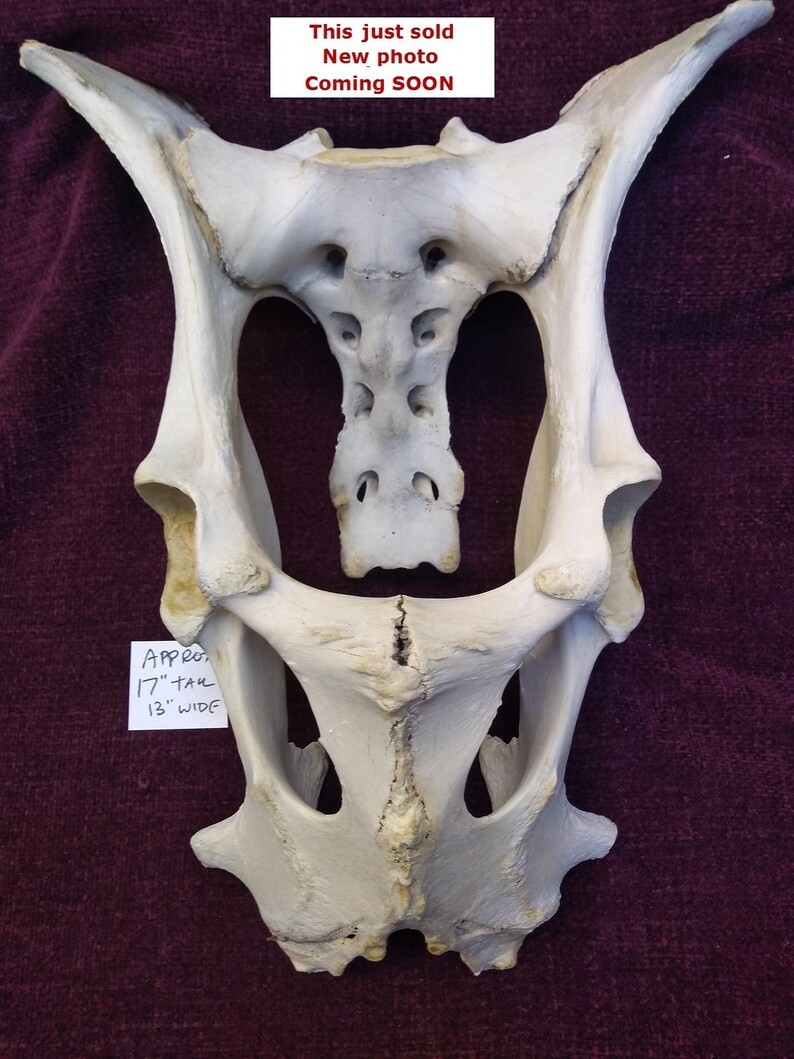 Elk Pelvis. Weathered Found Natural Bones. Cleaned. Crazy | Etsy