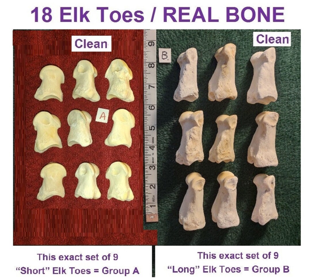 Elk Toe Bones. Professionally Cleaned. Great for Costume - Etsy
