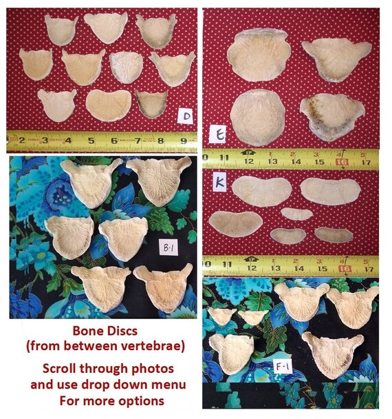 Bone Discs From Between Vertebrae. Your Choice of Group. Found - Etsy