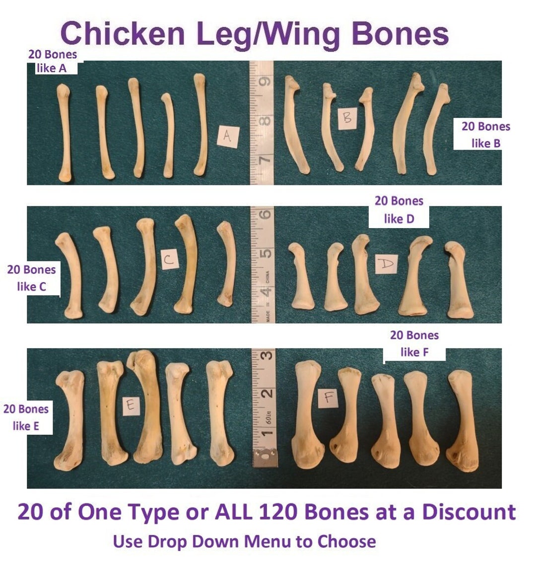 20 (each) of Various Chicken Leg/wing Bones. for COSTUME (or Jewelry ...