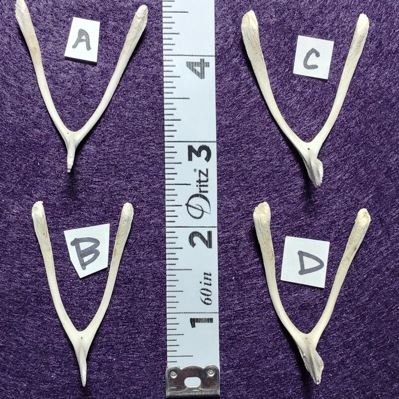 Real Wishbone - Etsy