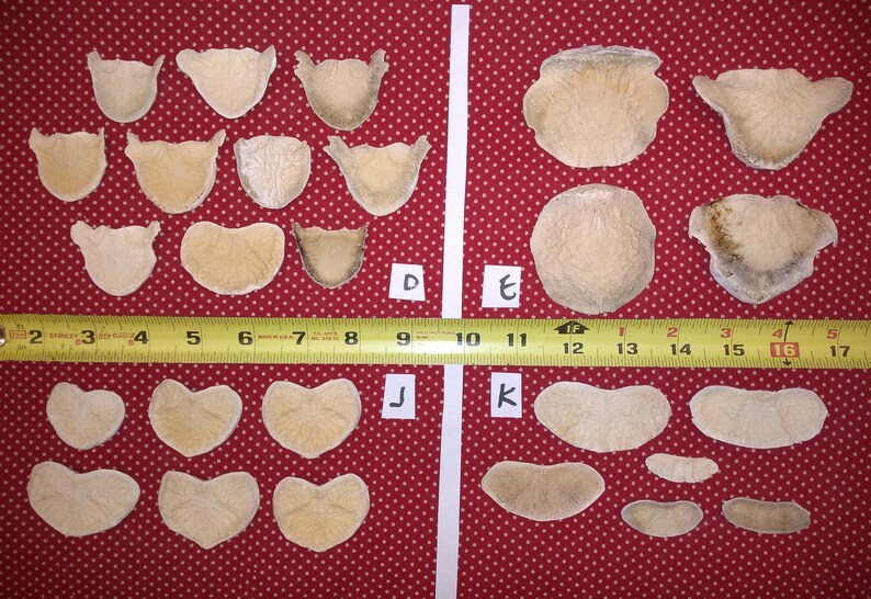 Bone Discs From Between Vertebrae. Your Choice of Group. Found | Etsy