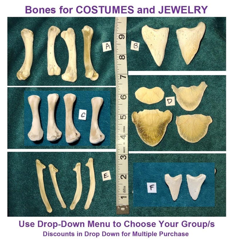 For COSTUME (or Jewelry-making) Real Bones. Halloween/cosplay - Groups ...